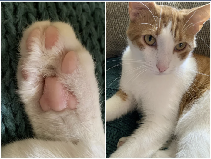 The Most Adorable Toe Beans You’ll See Today | Catlov