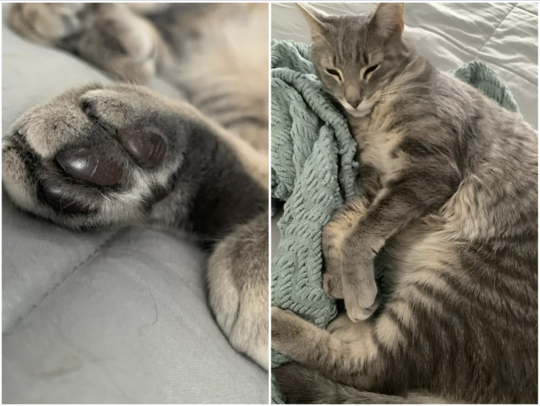 The Most Adorable Toe Beans You’ll See Today | Catlov