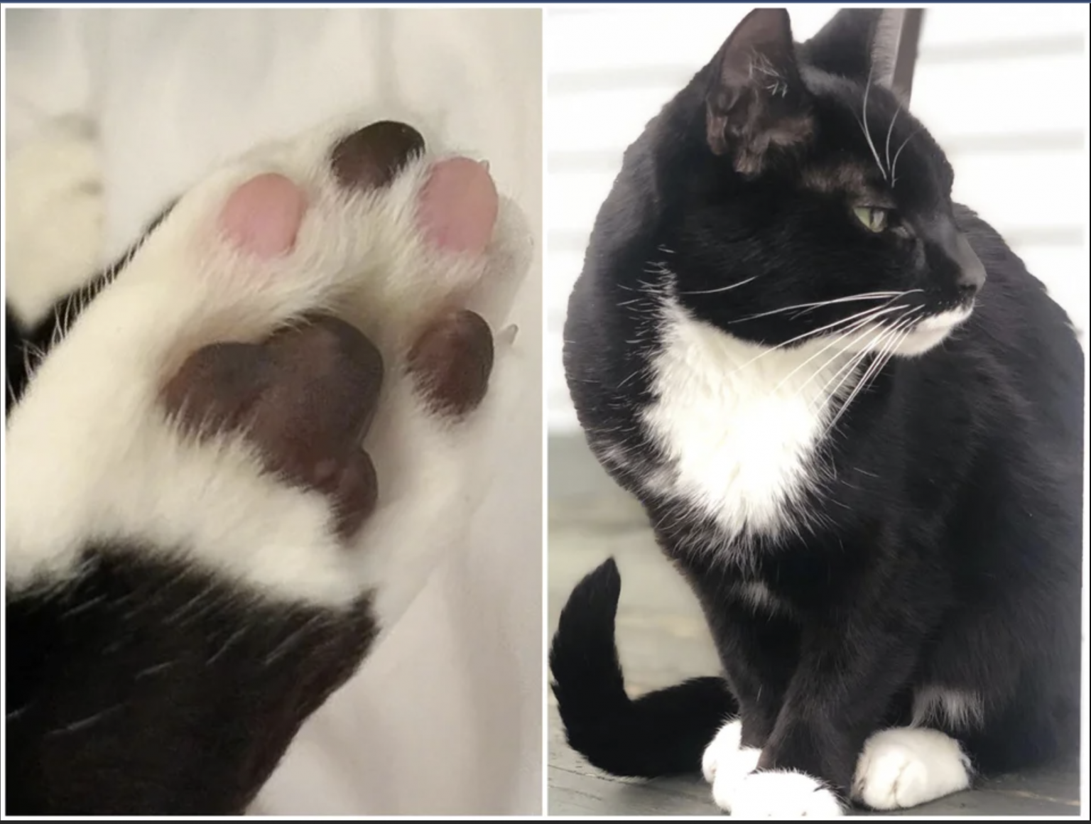 The Most Adorable Toe Beans You’ll See Today | Catlov