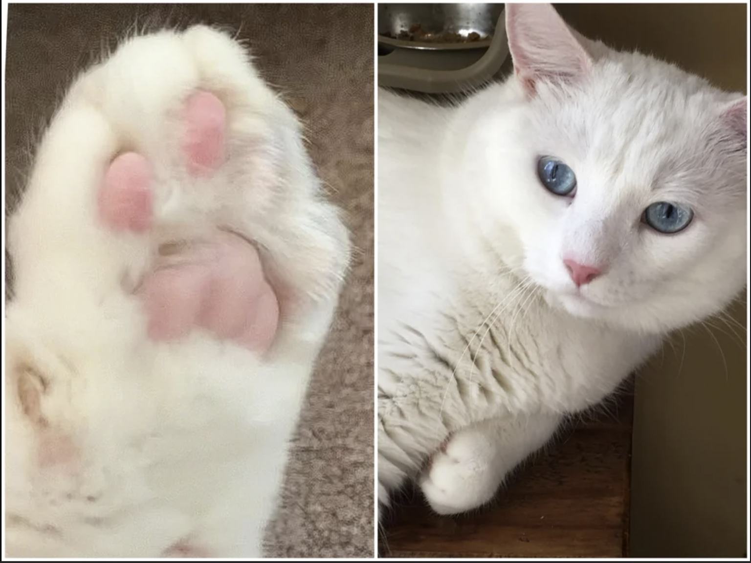 The Most Adorable Toe Beans You’ll See Today | Catlov
