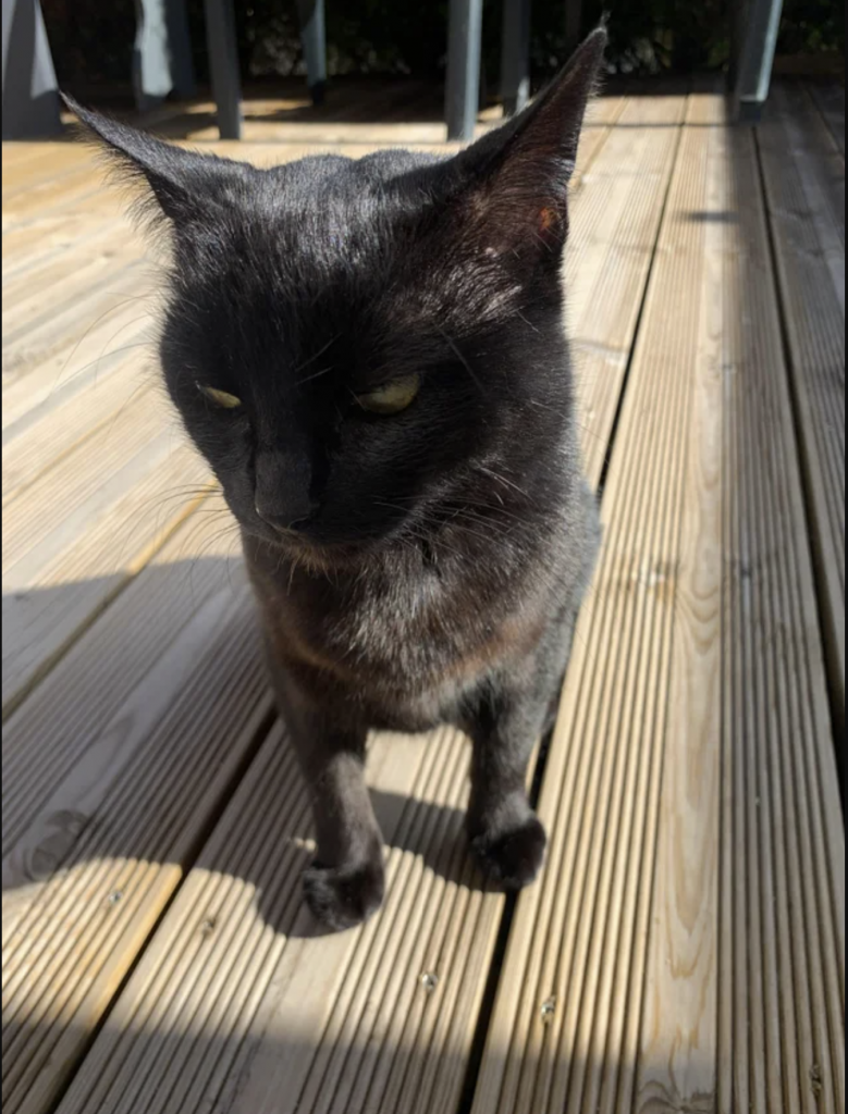 A Cat’s 4-Step Daily Routine, Simplified | Catlov