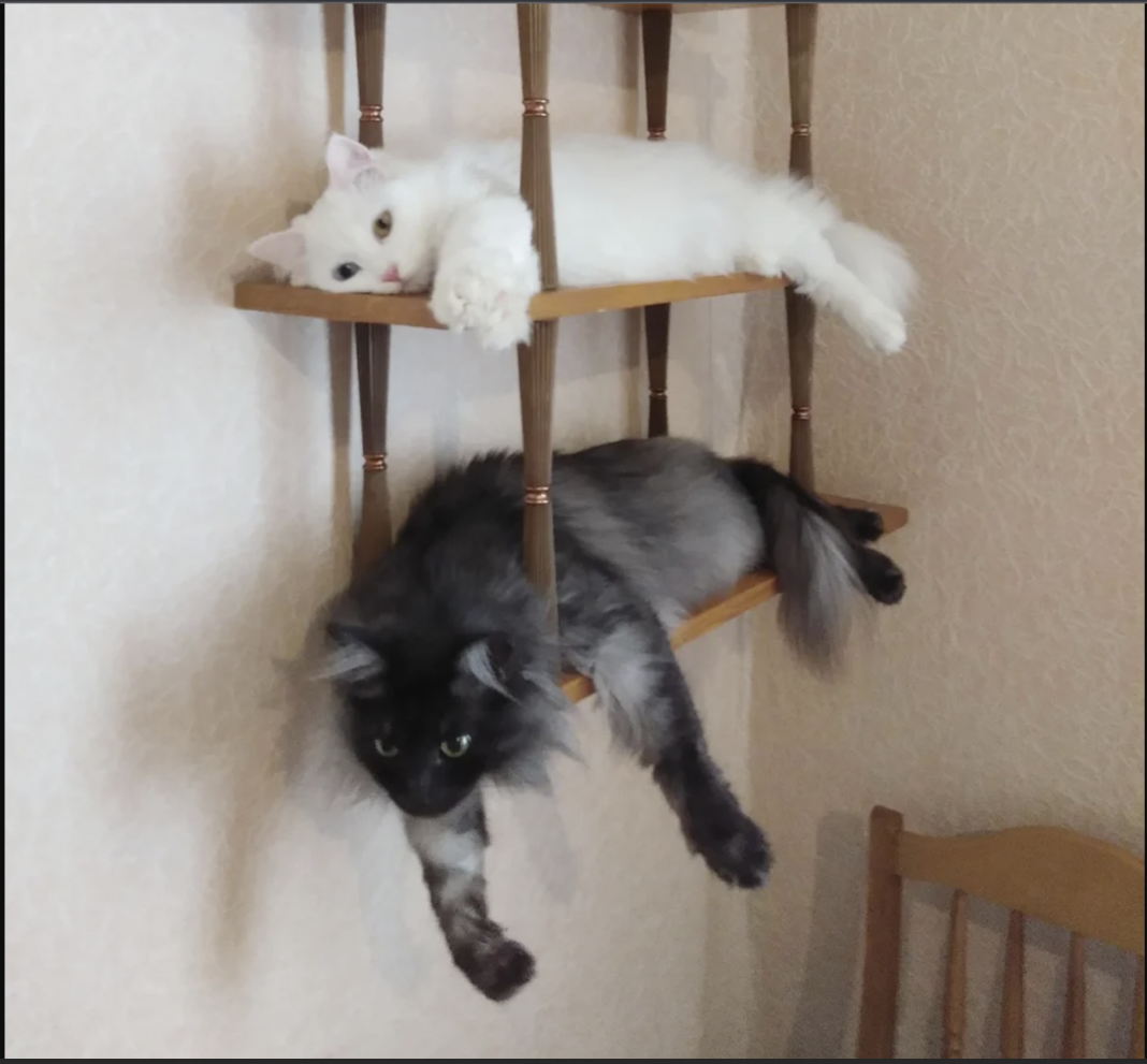 These Two Cats On A Shelf Are Aesthetically Pleasing | Catlov