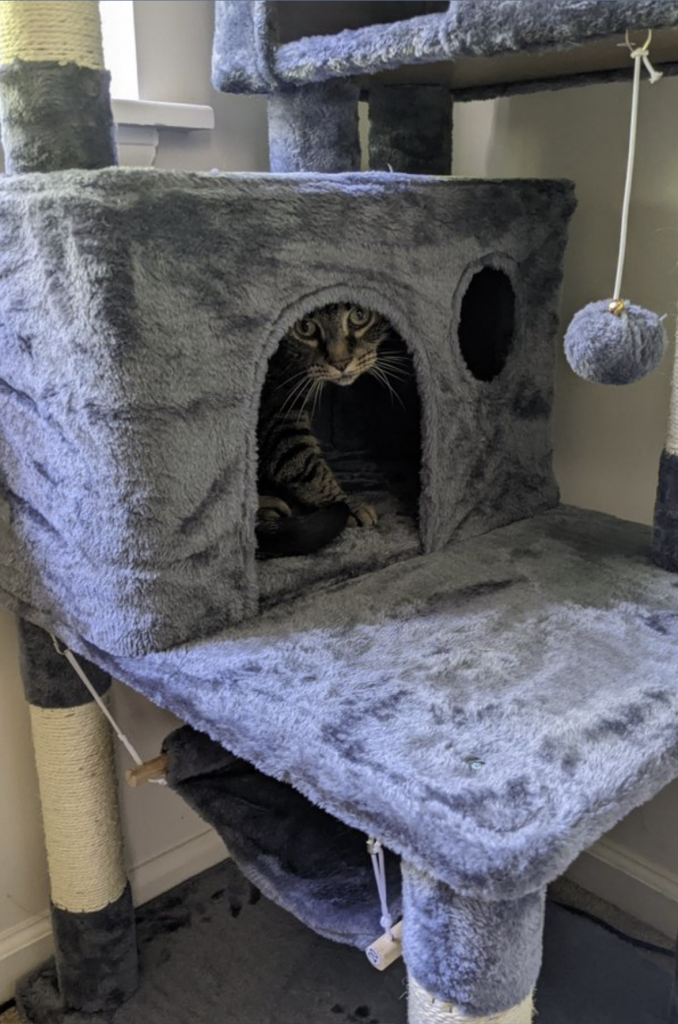 Cats React To New Cat Tree | Catlov