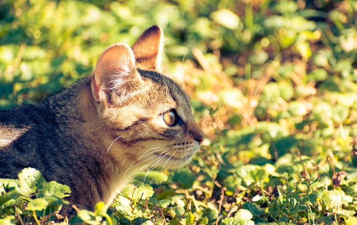 Why Cats Roam and Explore: The Reasons | Catlov