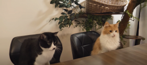 JunsKitchen’s Japanese Meal for Cats: Cute Video | Catlov