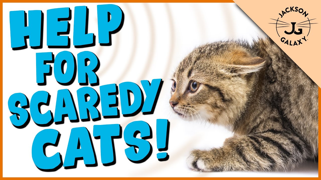 How to Help Your Scared Cat! | Catlov