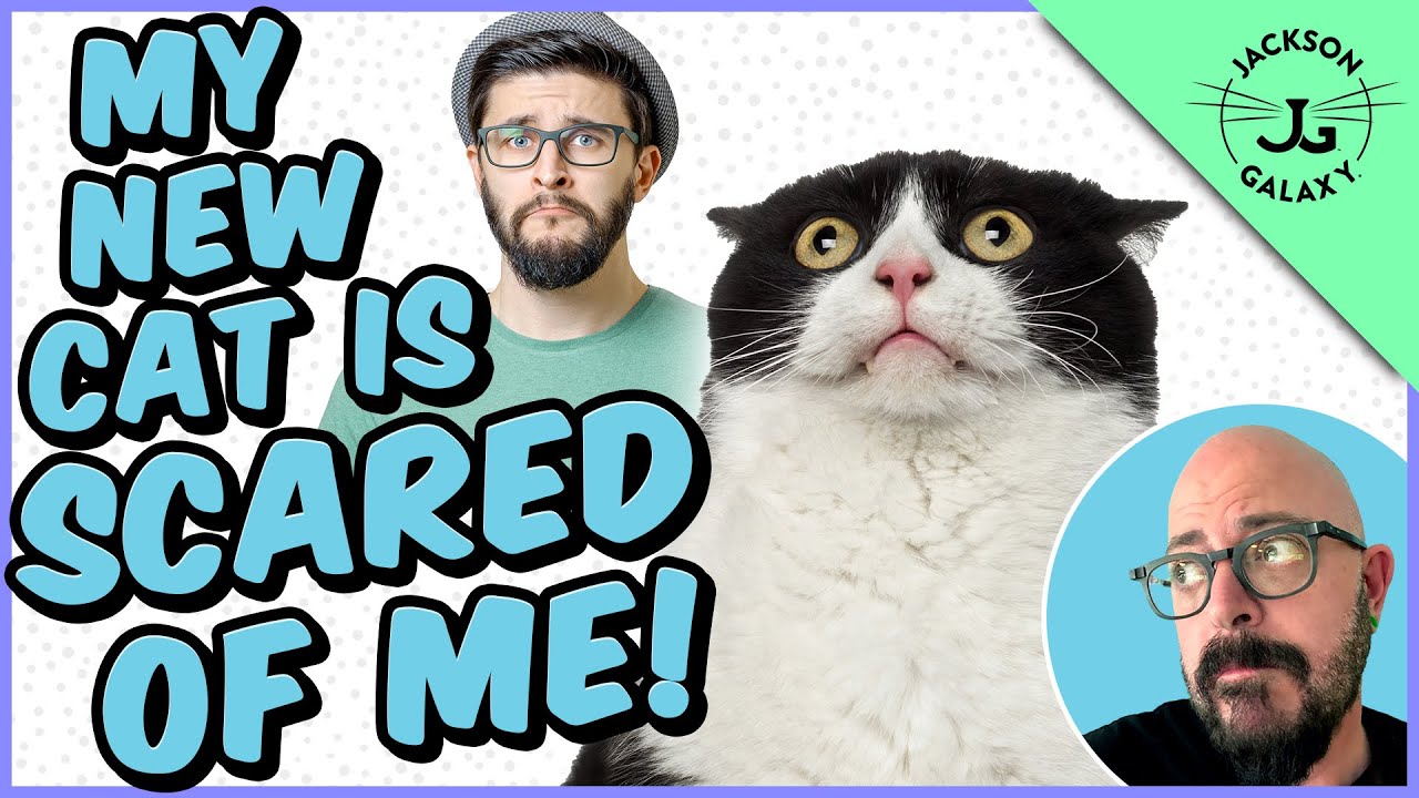 My New Cat is scared of me | Cat tips | Catlov