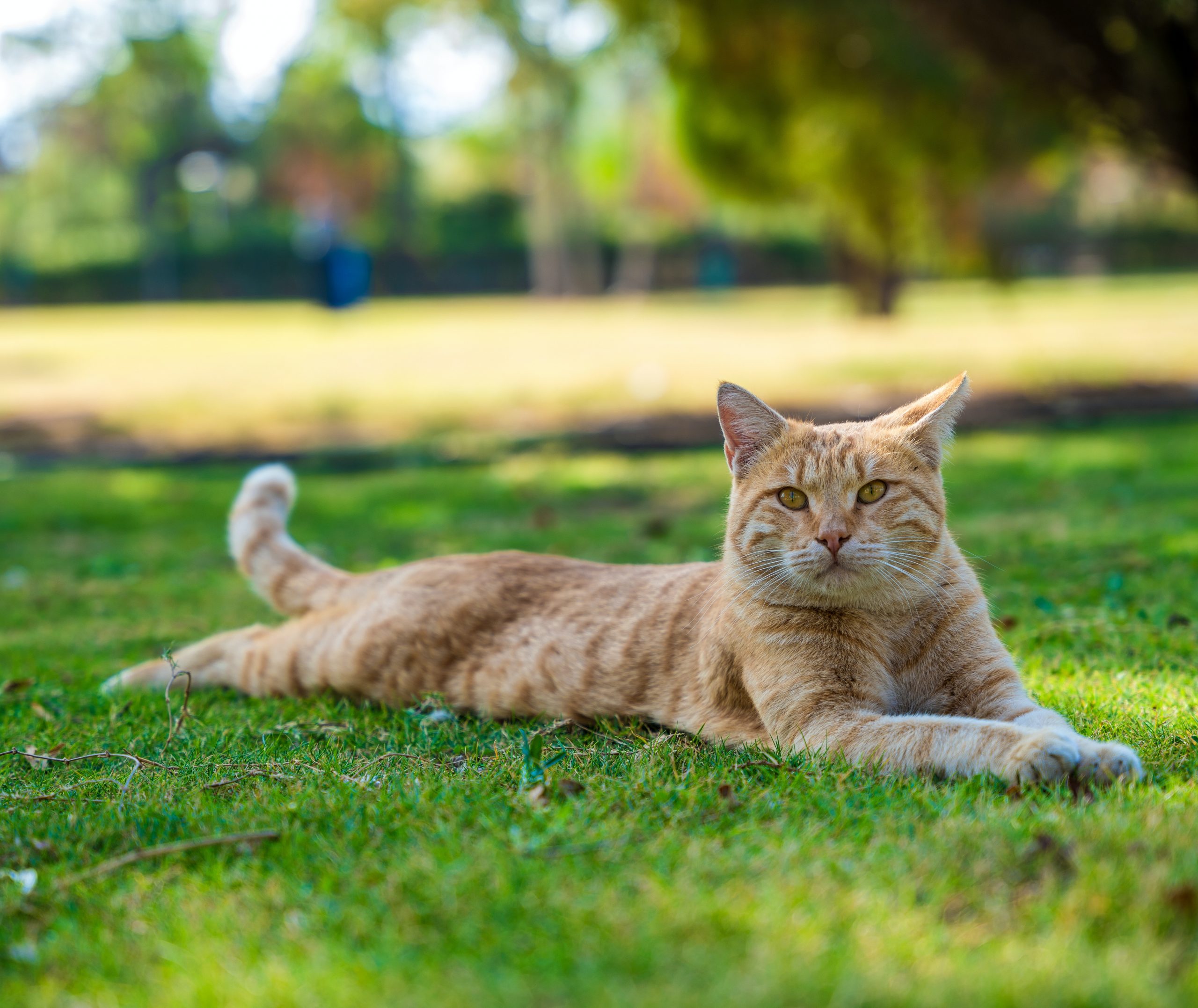 Why is my Cat Crying? What to do? | Catlov