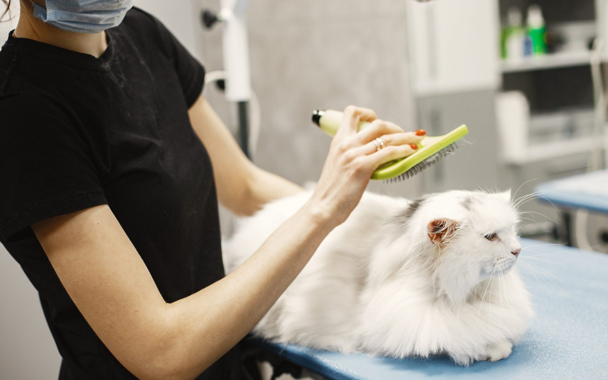 Preventing Cat Bites: A Practical Guide for Owners | Catlov