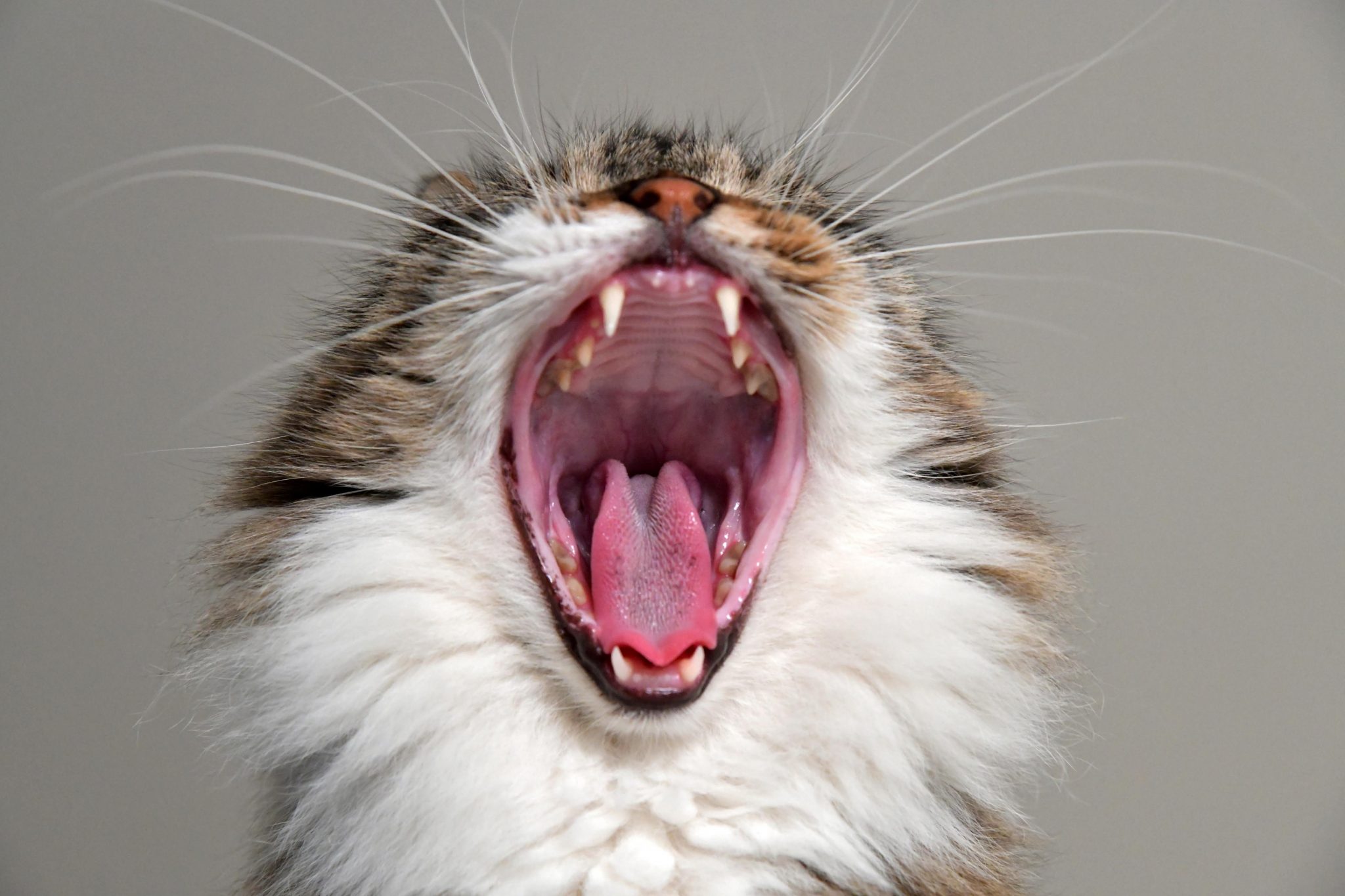 Do Cat Hiccups? Why? | Catlov