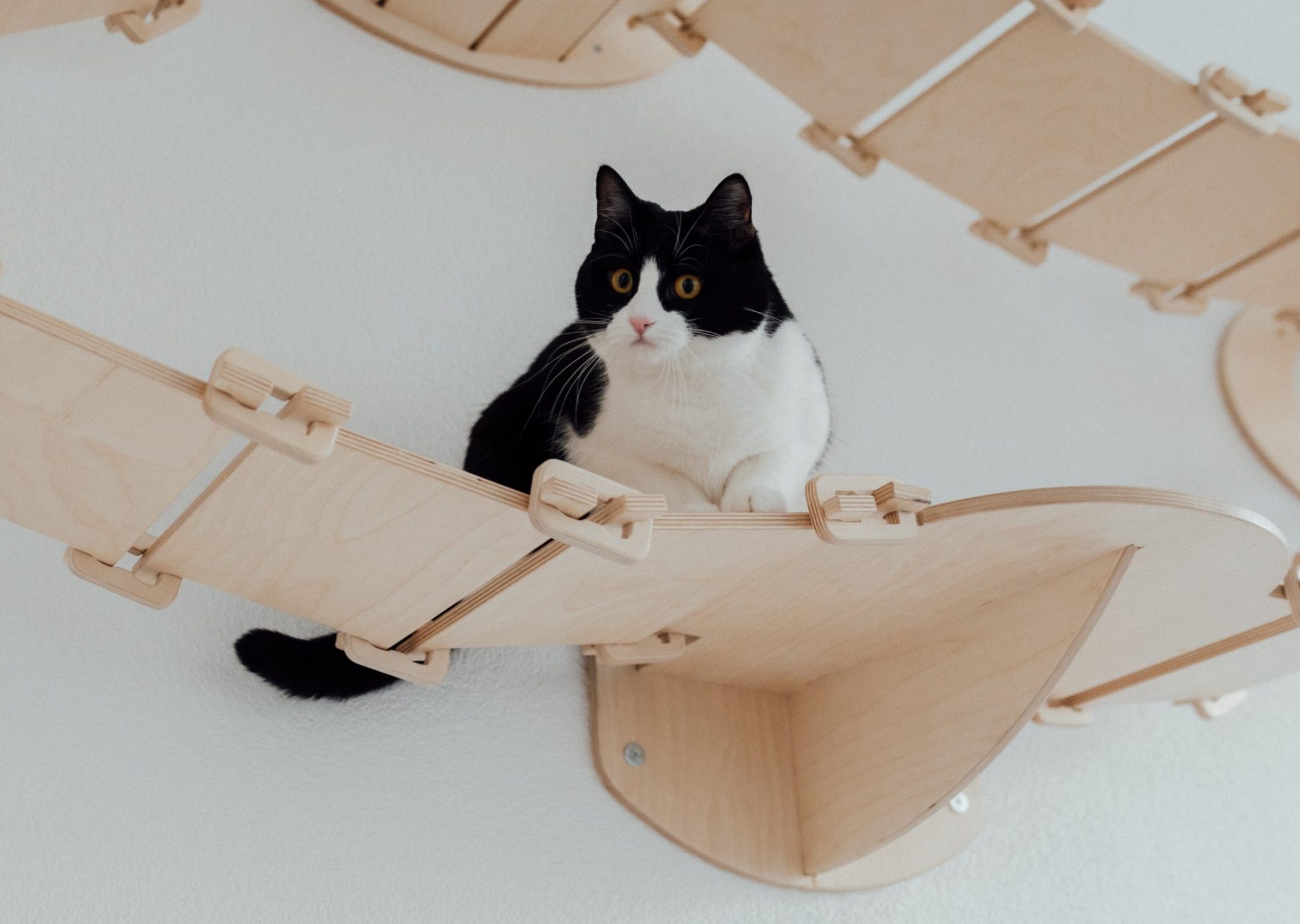 How to Build a Strong Bond with Your Cat | Catlov