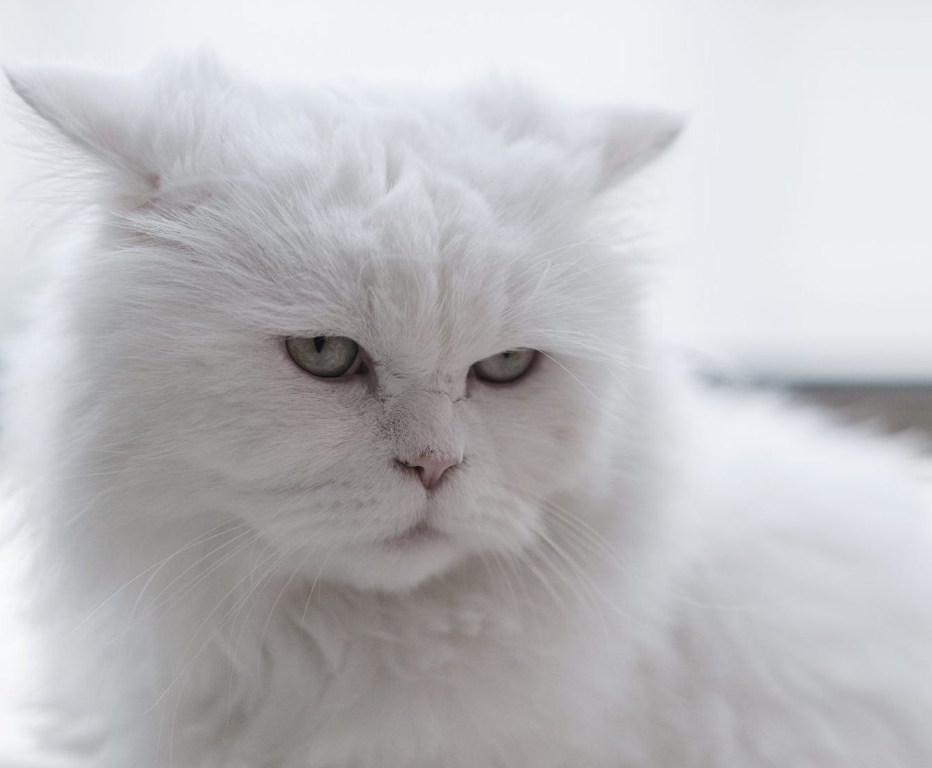 Why Are White Cats Special: Facts You Never Knew | Catlov