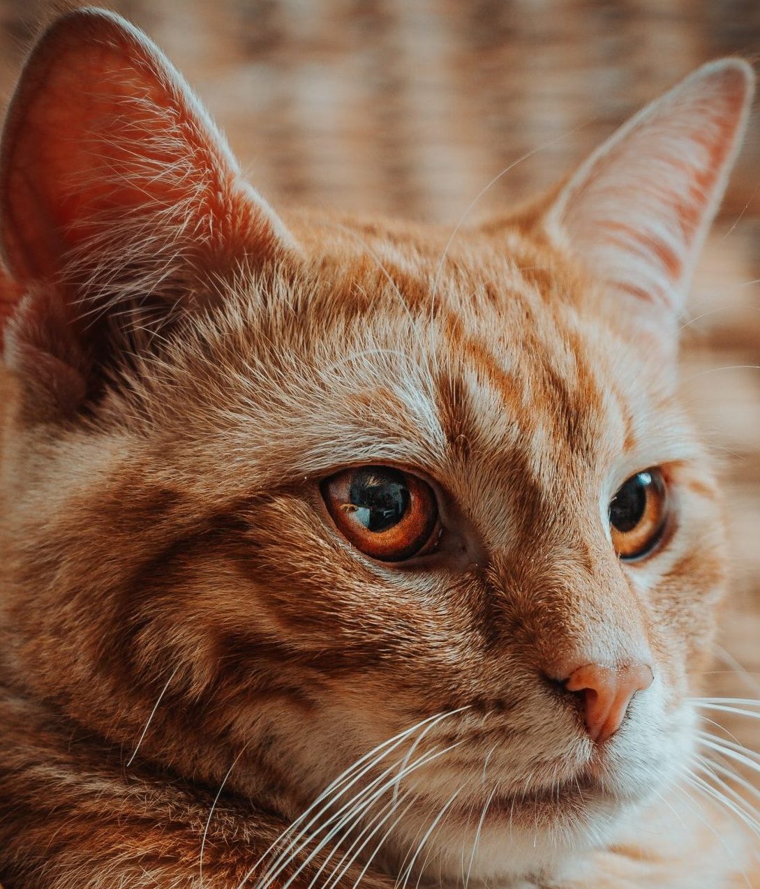 Ginger Cats: A Heartwarming and Lovable Cat Breed | Catlov