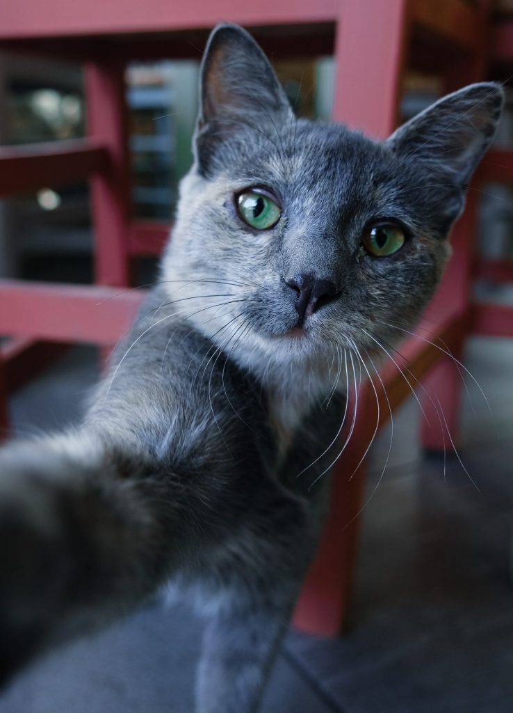 Things You Should Know About Russian Blue Cats | Catlov